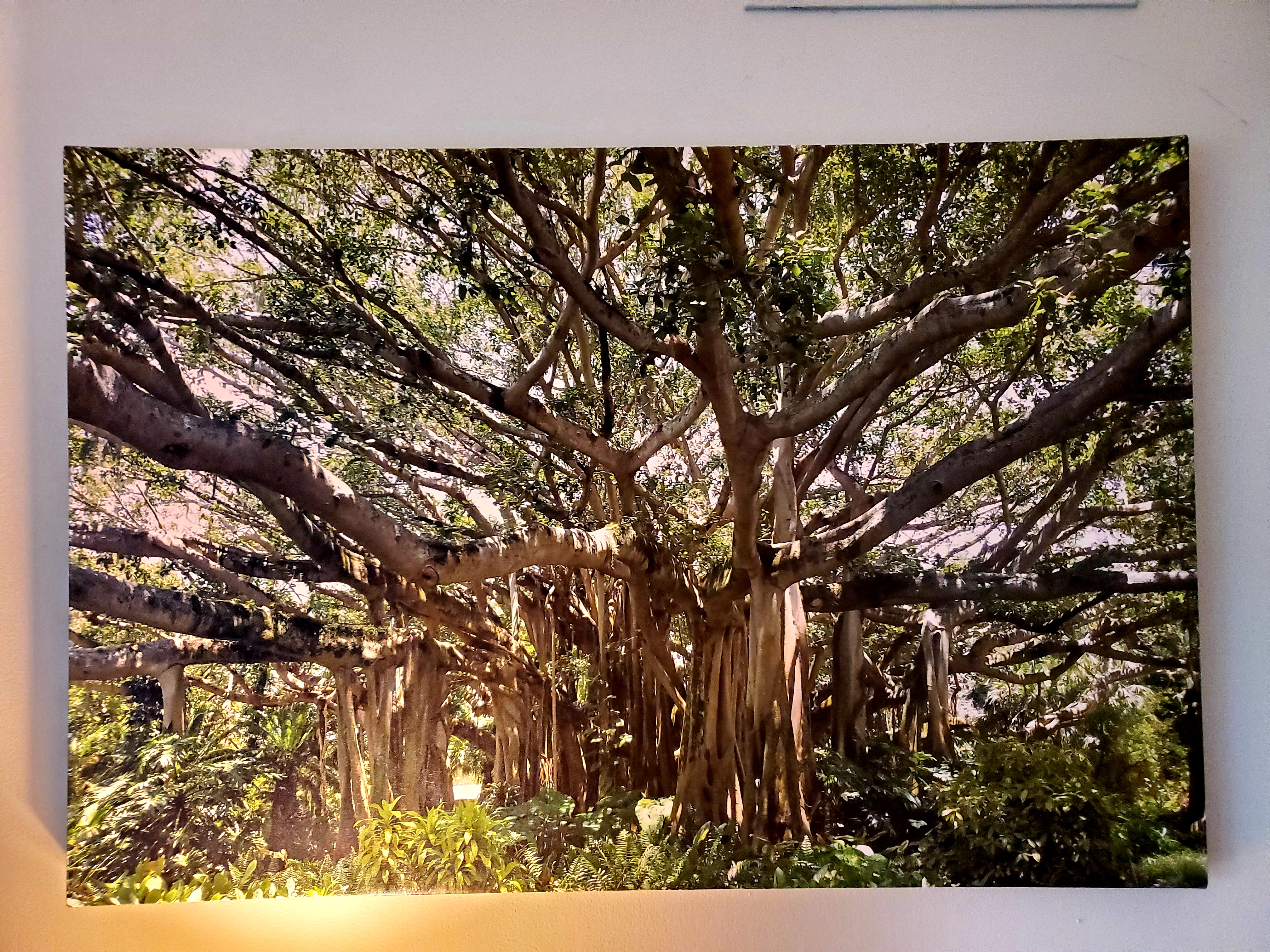 banyan tree - The Mom of the Year