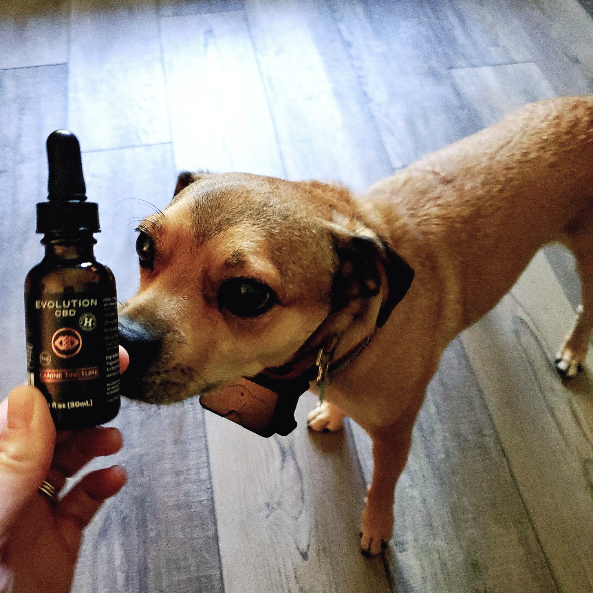 CBD Can Help Your Dog? 9 Reasons to Give It a Try! - The Mom of the Year