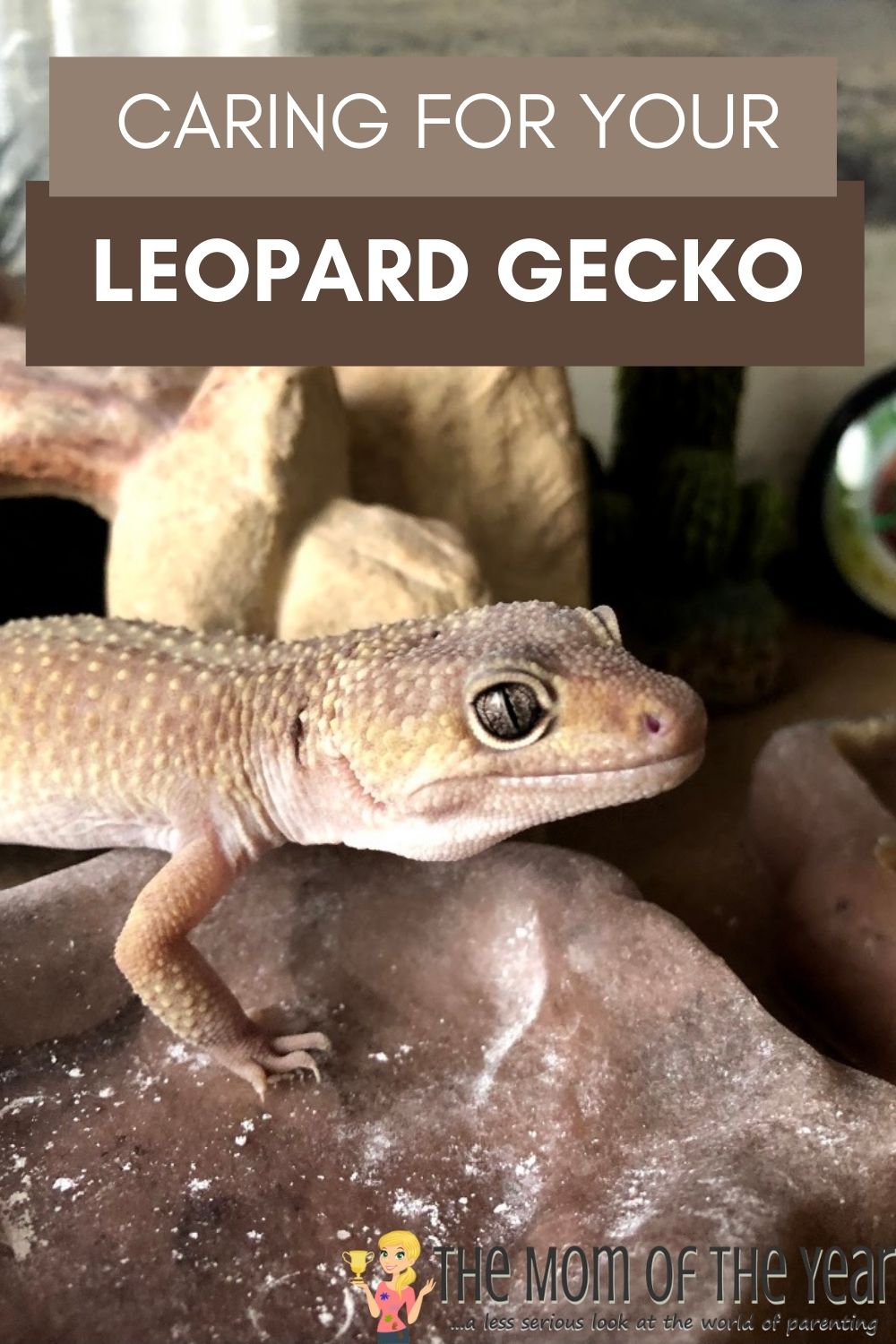 Caring for a Leopard Gecko - All you Need to Know! - The Mom of the Year