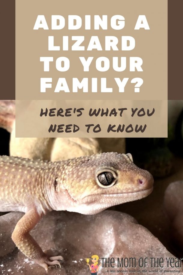 Caring for a Leopard Gecko - All you Need to Know! - The Mom of the Year