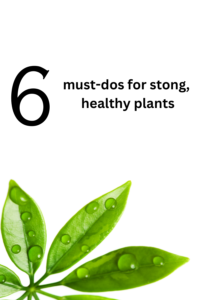 6 Must-Dos for Strong Plants - The Mom of the Year